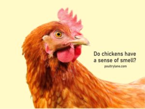 Do Chickens Have A Sense of Smell? - PoultryLane