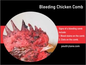 Chicken Comb Bleeding: Care + What to Do - PoultryLane