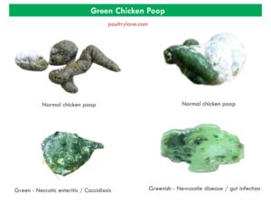 Green Chicken Poop: Causes, Meaning + Solutions - PoultryLane