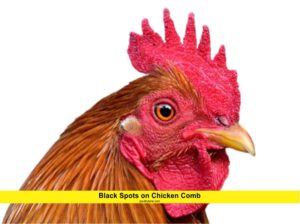 Black Spots on Chicken Comb: Causes + Removal - PoultryLane