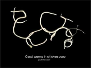 Worms in Chicken Poop, Pictures + Control Measures - PoultryLane
