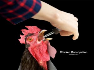Constipated Chicken - Chicken Straining to Poop - PoultryLane