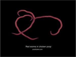 Worms in Chicken Poop, Pictures + How To Get Rid of Them - PoultryLane