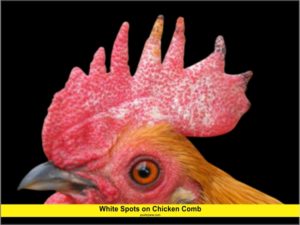 White Spots on Chicken Comb - PoultryLane