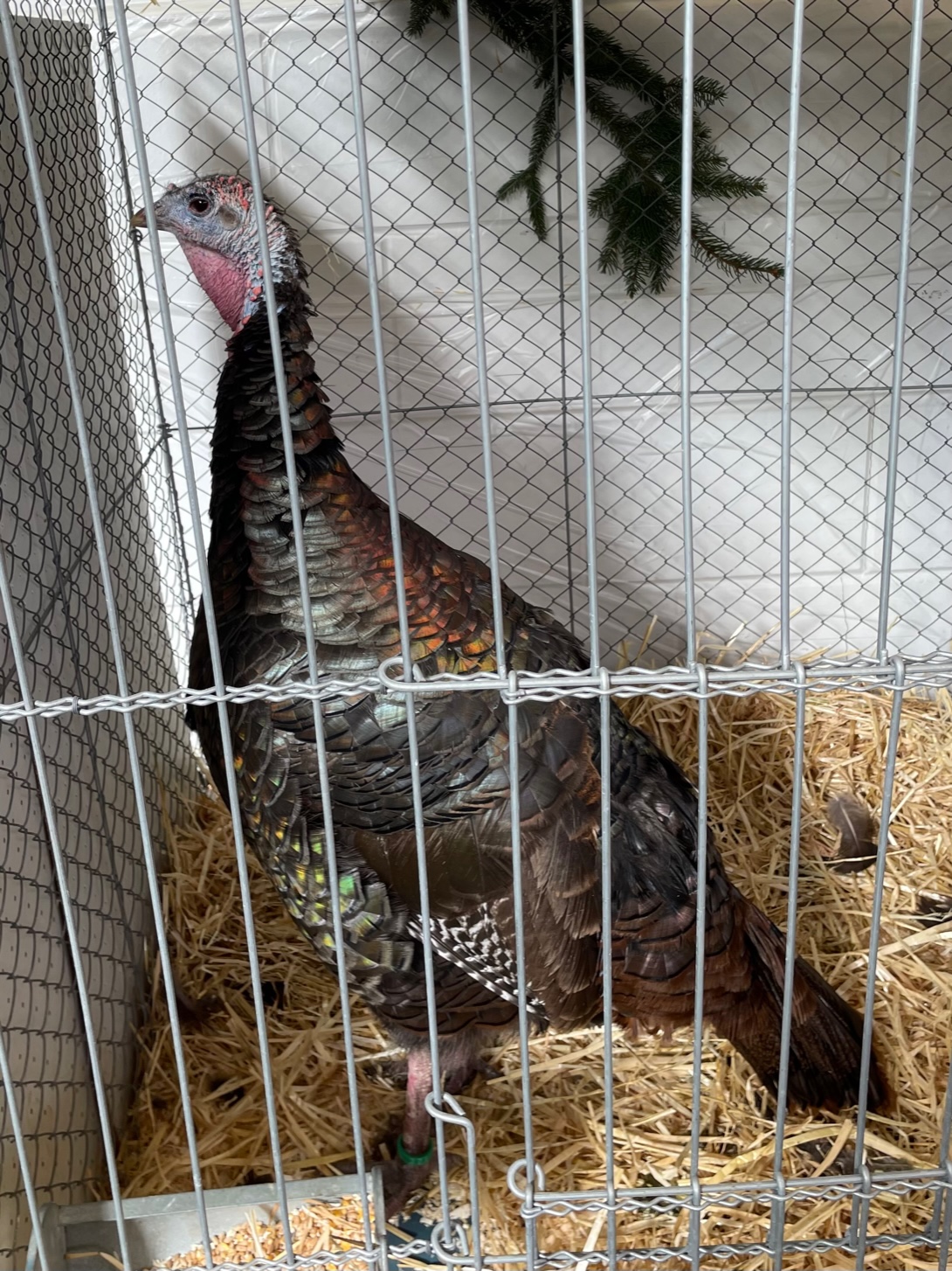 Annual Poultry Shows and Fairs in Iowa - PoultryLane