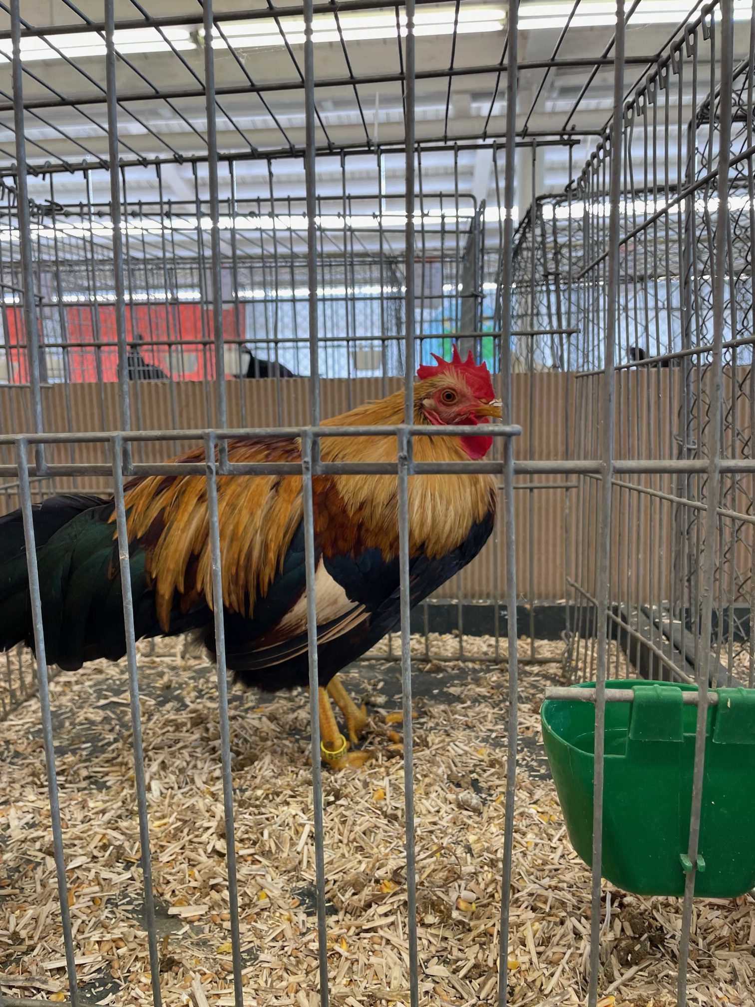 Annual Poultry Shows and Fairs in Oklahoma | PoultryLane