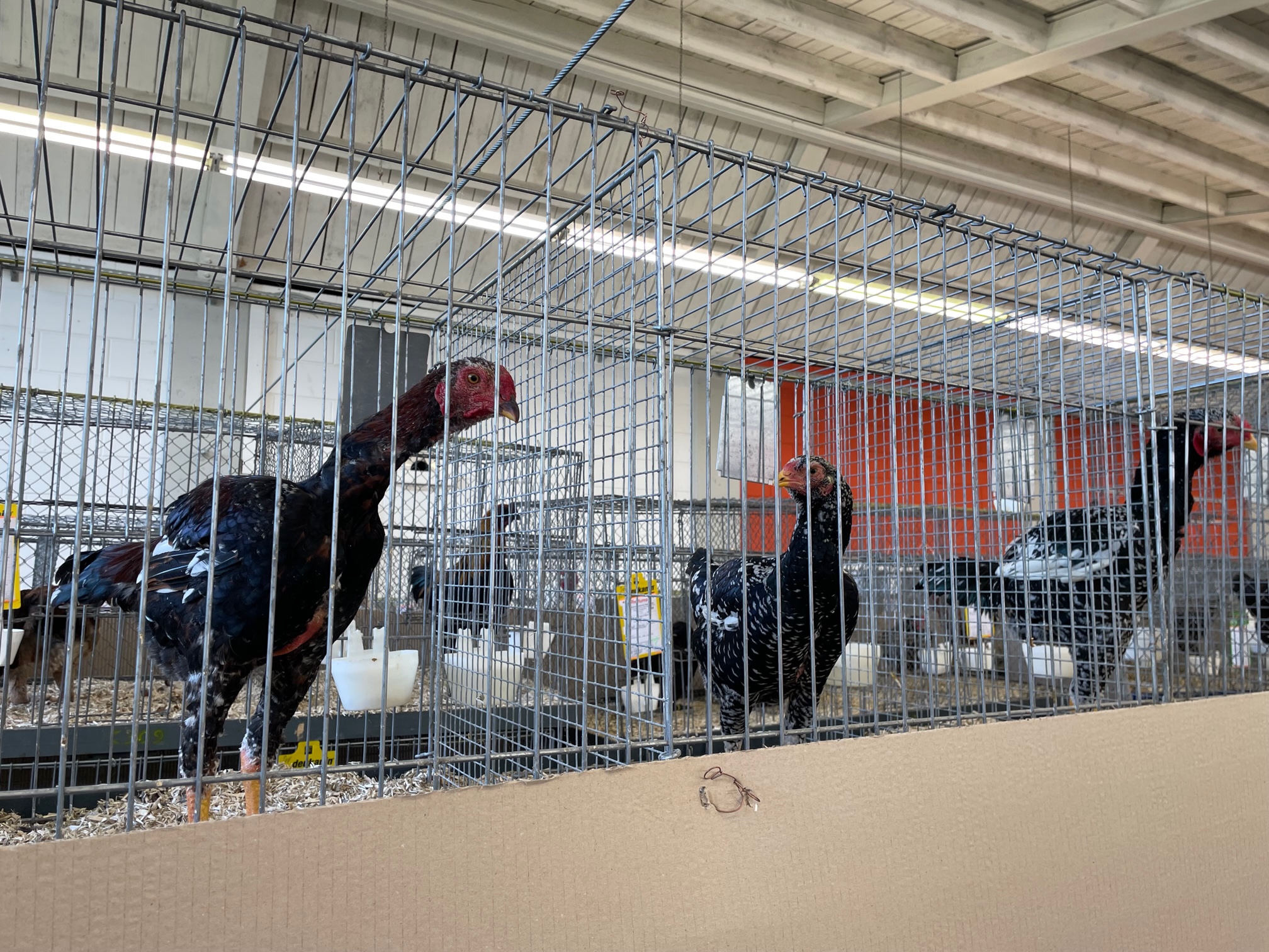 Annual Poultry Shows and Fairs in Kansas - PoultryLane