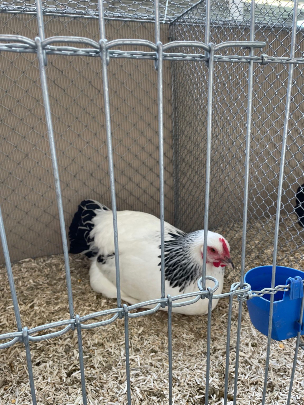 Annual Poultry Shows and Fairs in Minnesota - PoultryLane